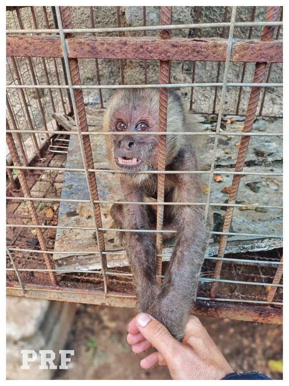 Macaco-prego que estava preso em jaula é resgatado em Sertânia